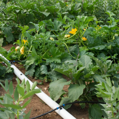 Netafim 19mm White Low Density Poly Pipe(LDPE) pre-punched at 150mm ...